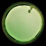 Phage Discovery Program and Guide - Dr. Dustin Edwards